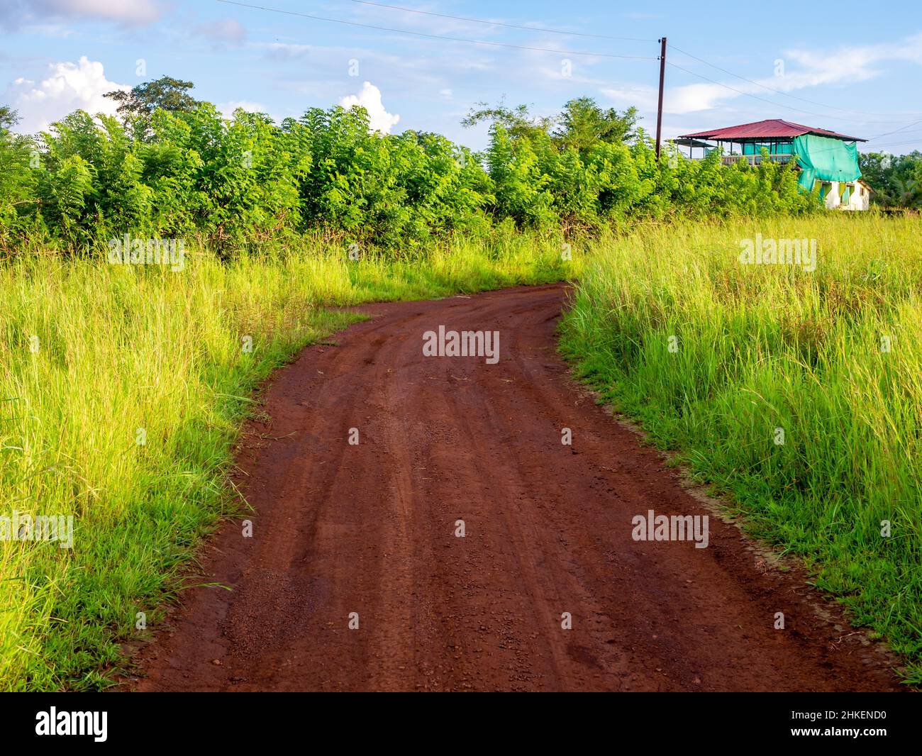 soil made village roads have gone inside the jungle surrounded by Green ...