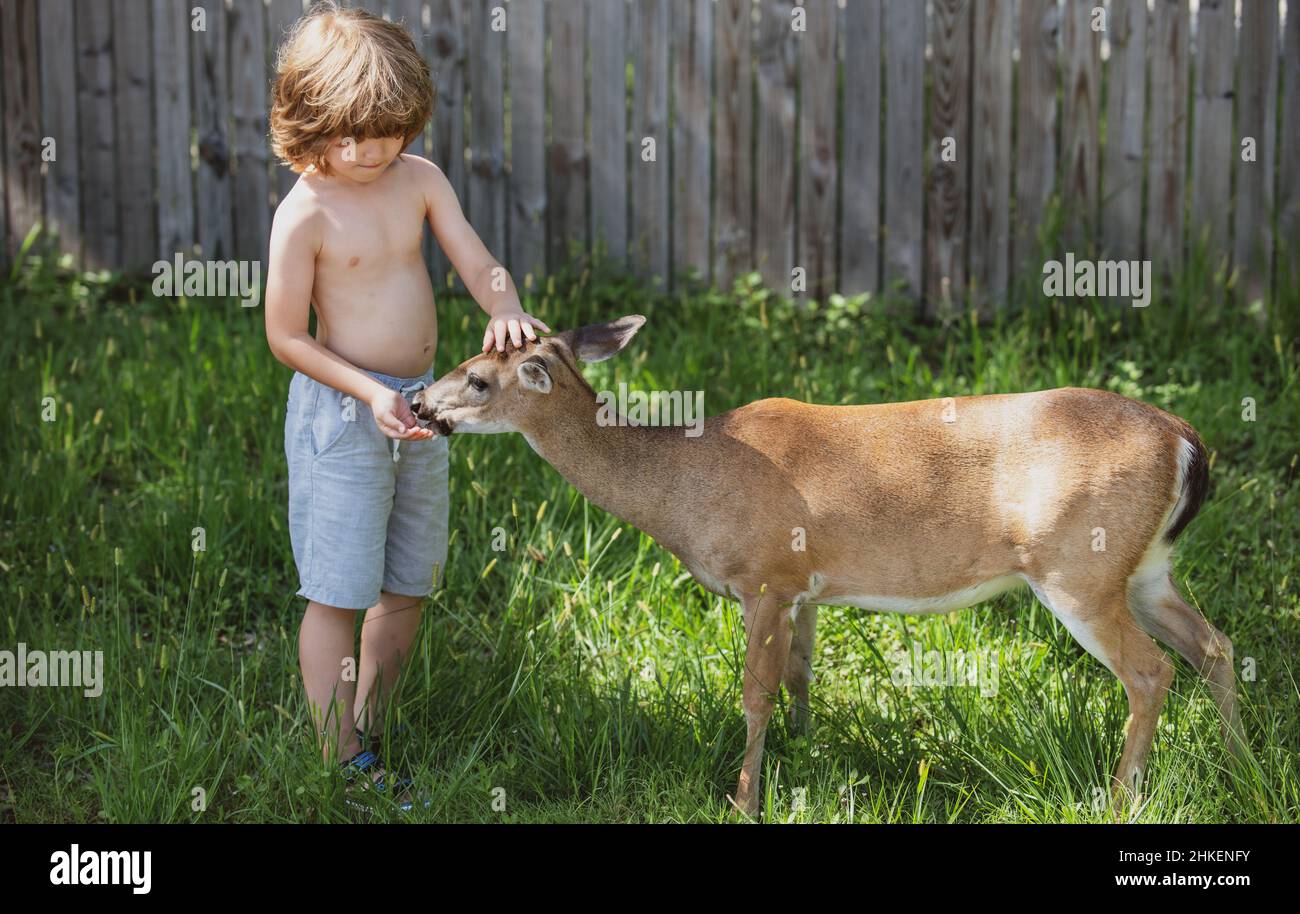Cute child feeding a fawn. Pretty boy with graceful animal at park or ...