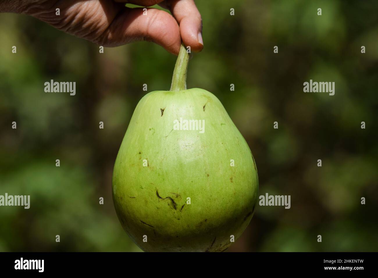 Female holding Round, elongated pear shaped Bottle gourd vegetable ...