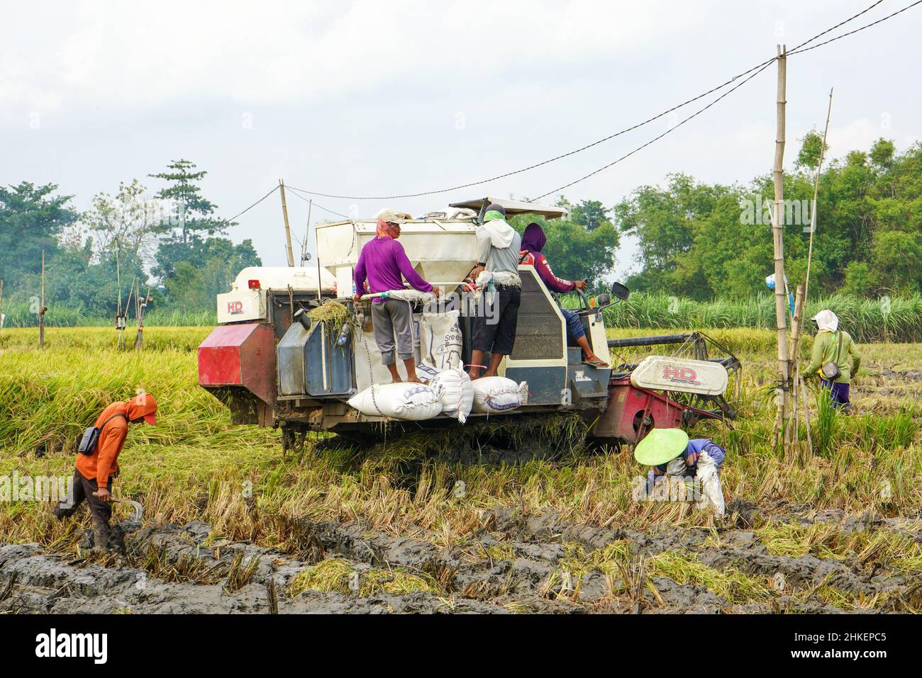 Automatic rice harvester machine is being used to harvest the fields ...
