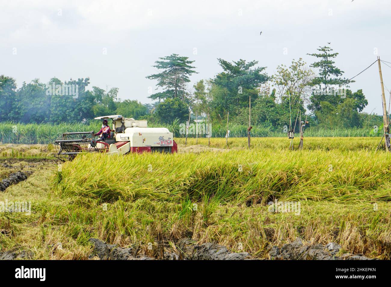 Automatic rice harvester machine is being used to harvest the fields ...