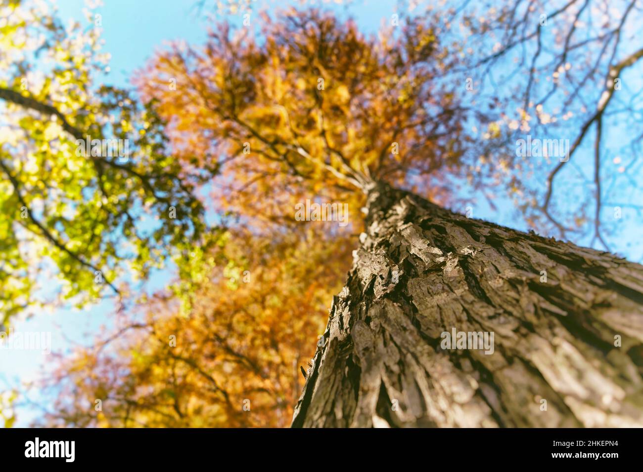 Ginko tree in winter in a Japanese park Stock Photo - Alamy