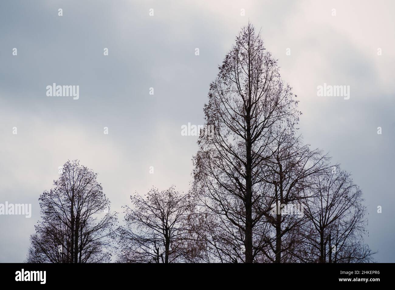 Trees in winter in Japan Stock Photo - Alamy