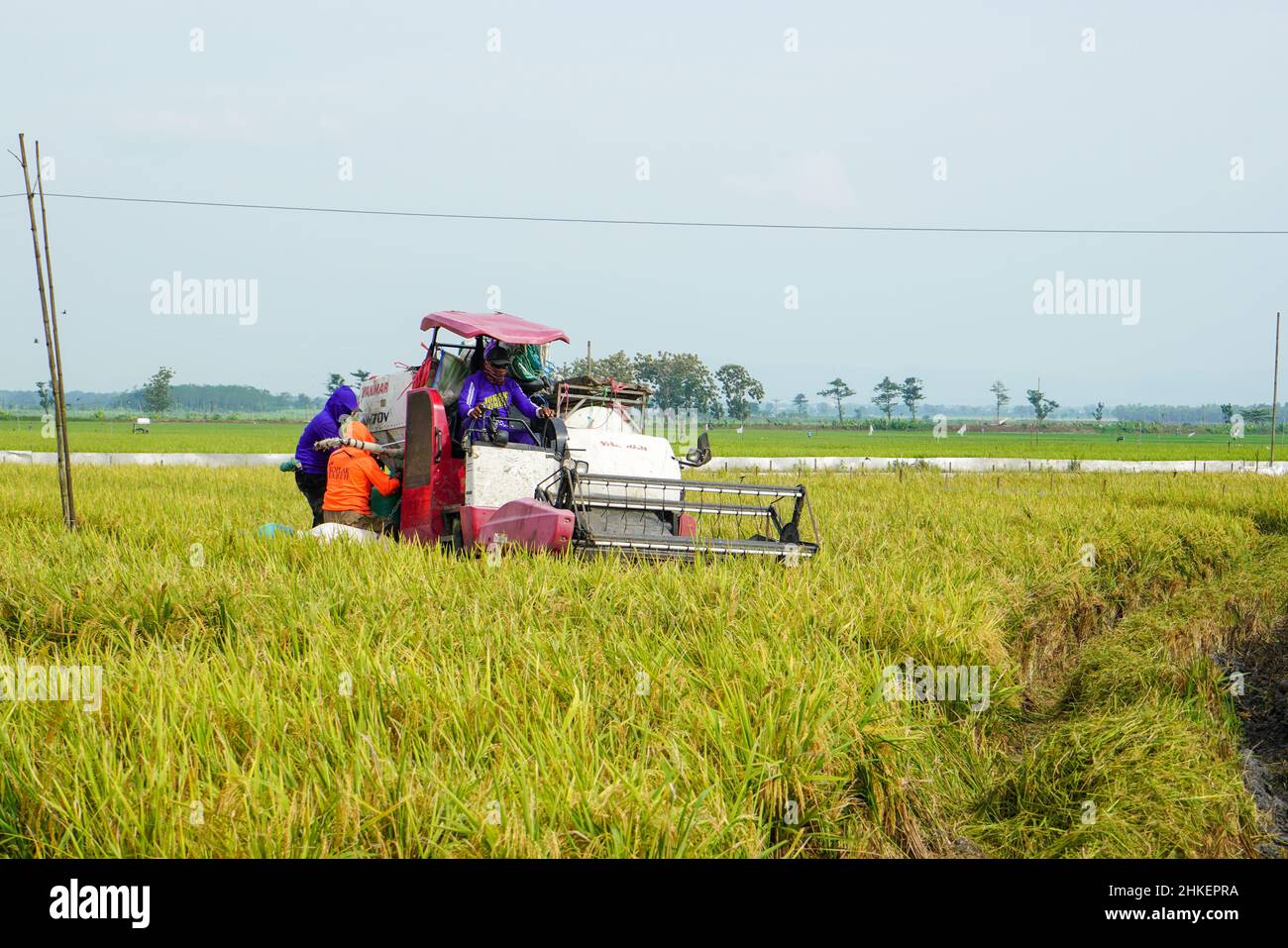 Automatic rice harvester machine is being used to harvest the fields ...