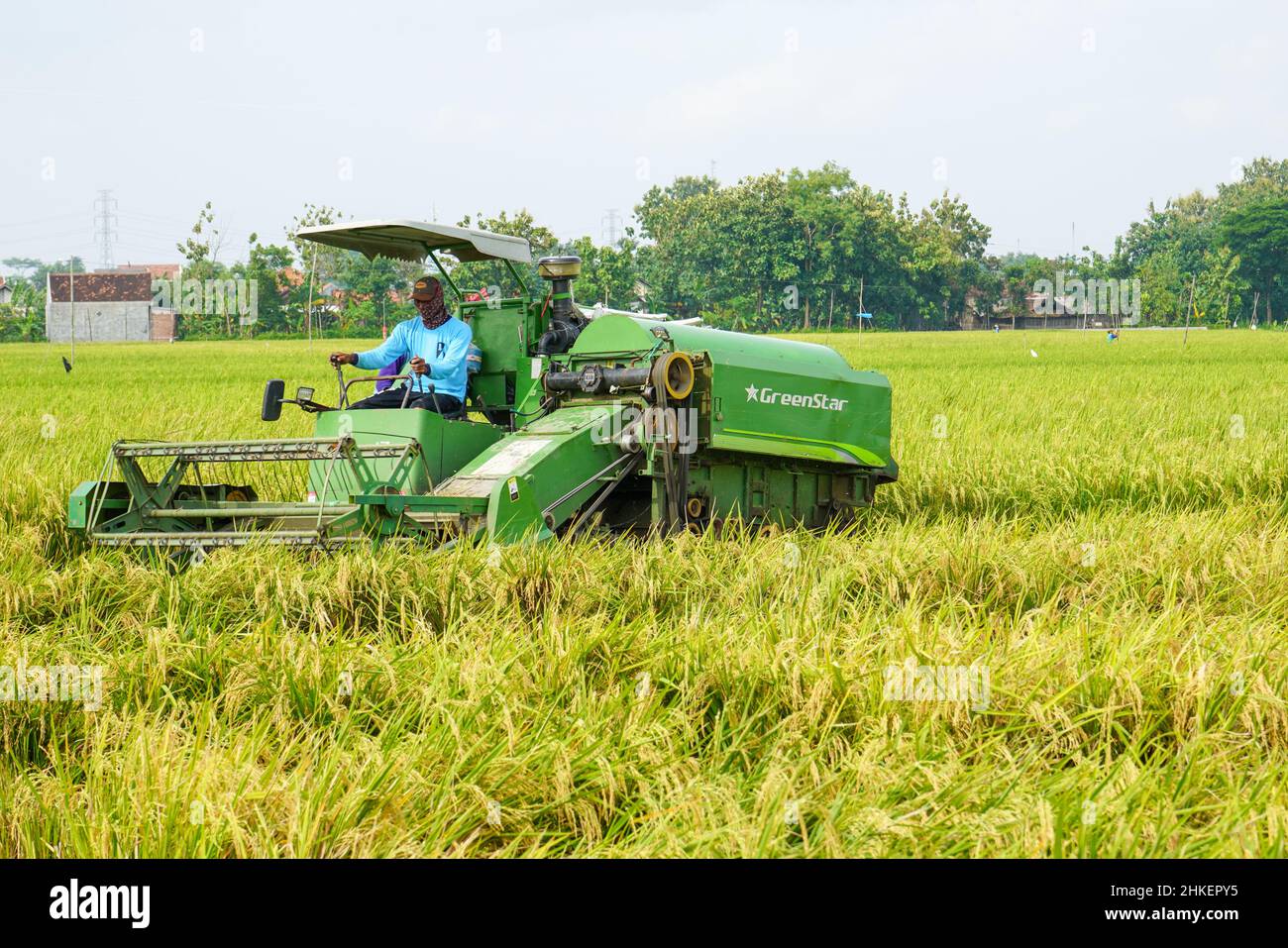 Automatic rice harvester machine is being used to harvest the fields ...