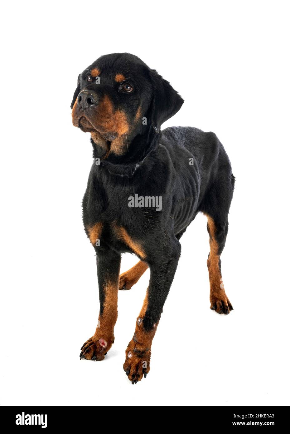 sick rottweiler in front of white background Stock Photo - Alamy