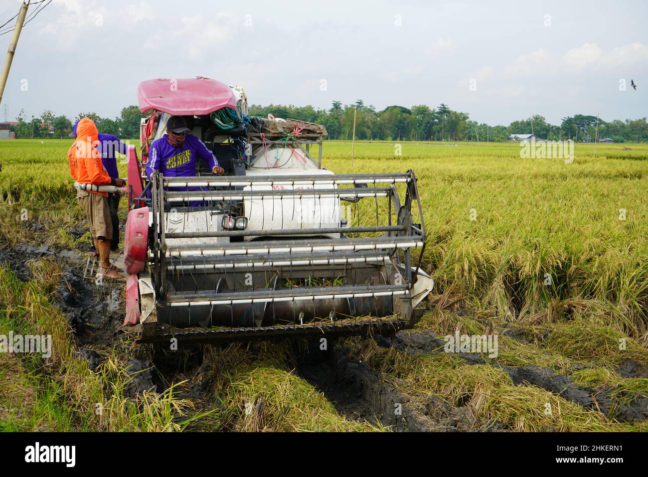 Automatic rice harvester machine is being used to harvest the fields ...