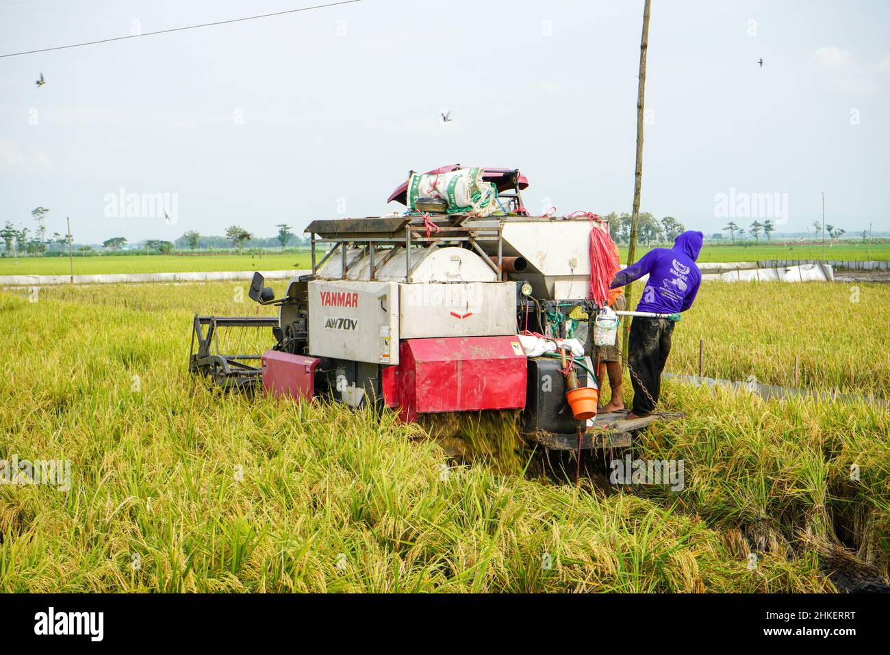 Automatic rice harvester machine is being used to harvest the fields ...