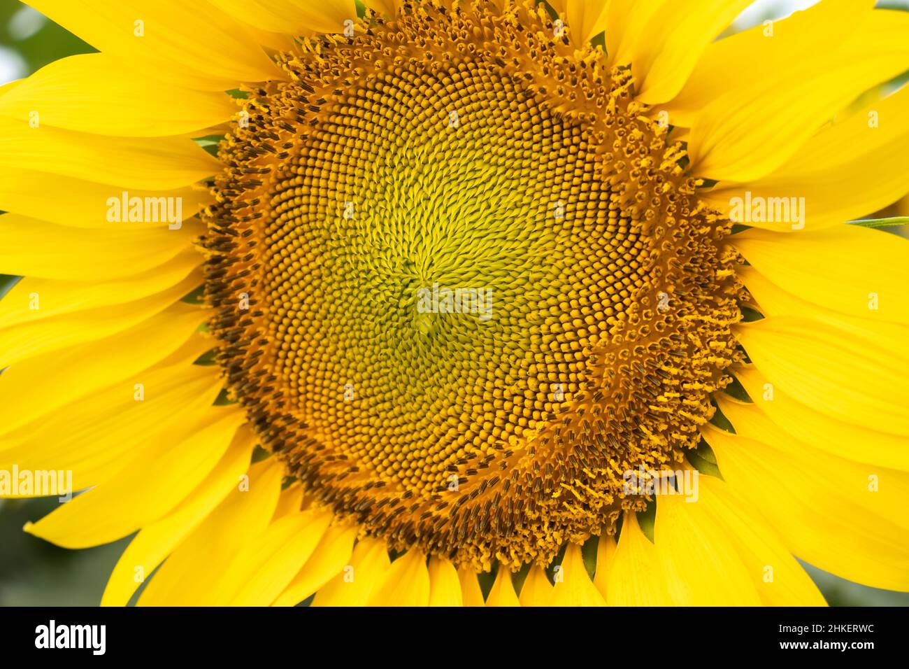 Sunflower blooming, close up petals texture macro detail, organic ...