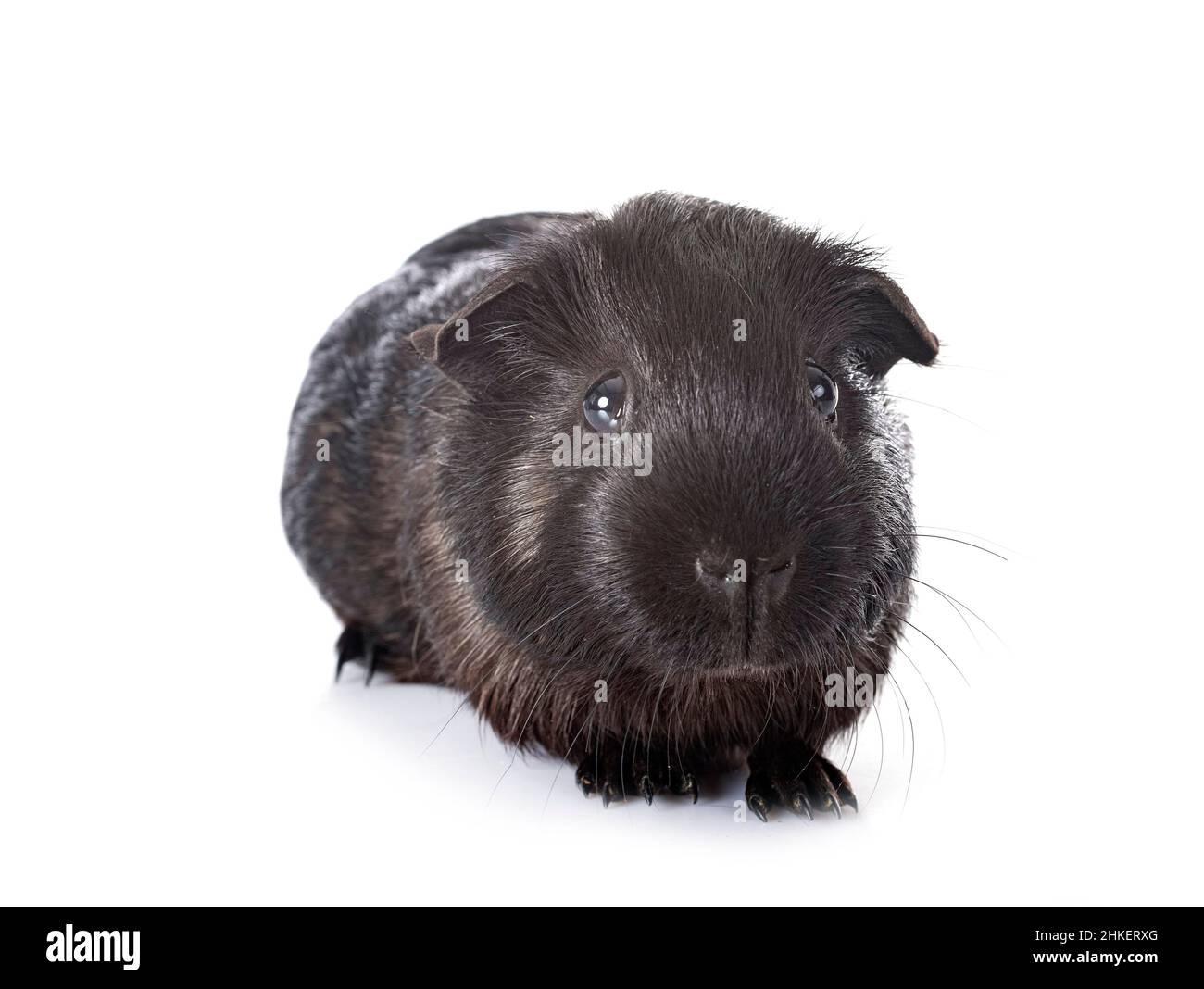 Guinea pig baby in Cut Out Stock Images & Pictures - Alamy