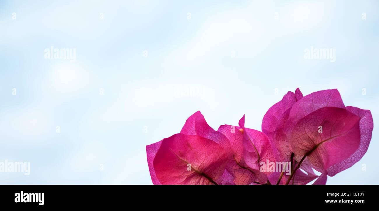 Pink flowers in the sky background Stock Photo - Alamy