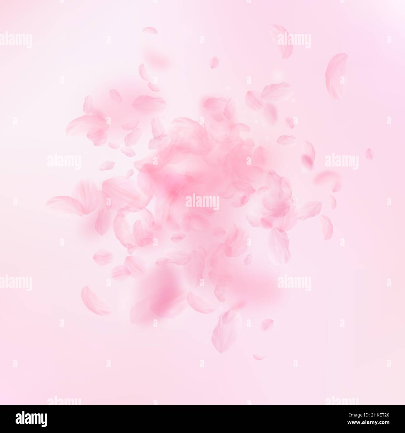 Sakura petals falling down. Romantic pink flowers explosion. Flying ...