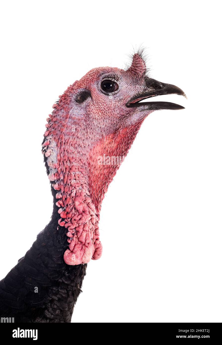 Dindon noir de Sologne in front of white background Stock Photo - Alamy