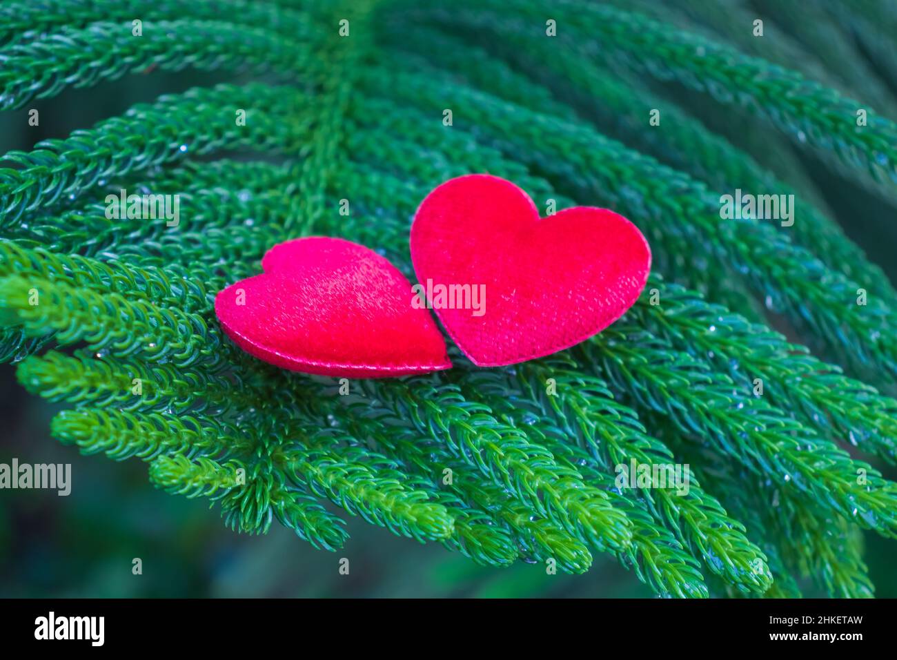 2 red hearts on a pine background Conveys the love between two people ...