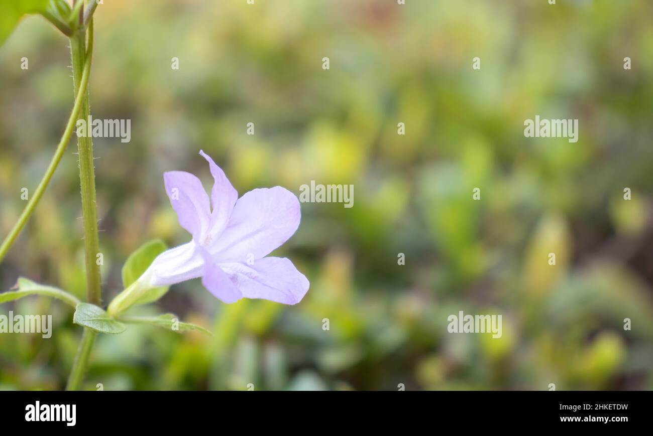 Purple flowers in nature hi-res stock photography and images - Alamy