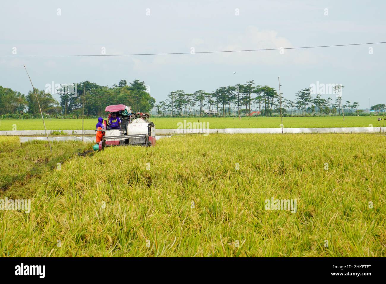 Automatic rice harvester machine is being used to harvest the fields ...