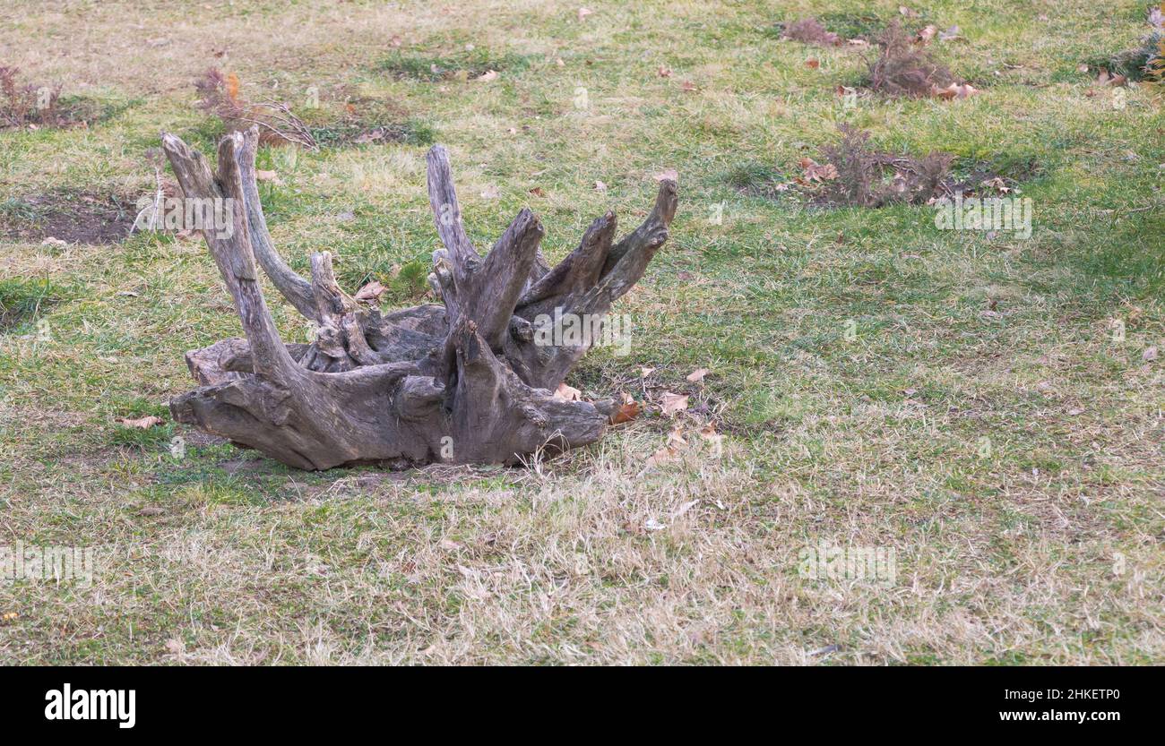 Dead tree sculpture hi-res stock photography and images - Alamy