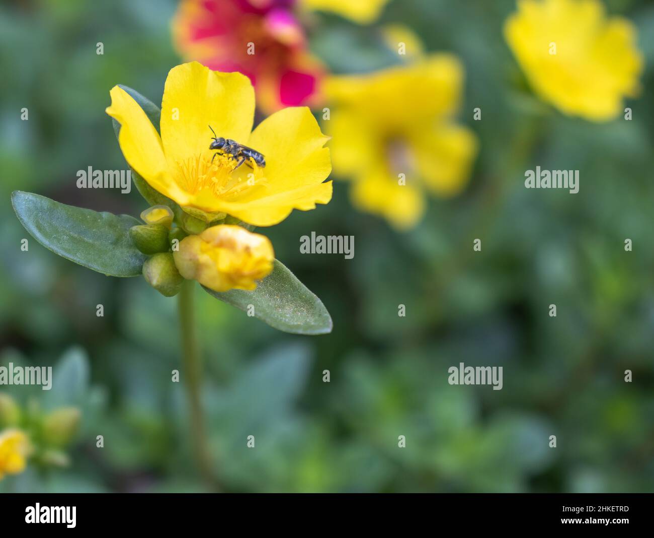 Bees are eating nectar in yellow flowers. Pollen is stuck on the face ...