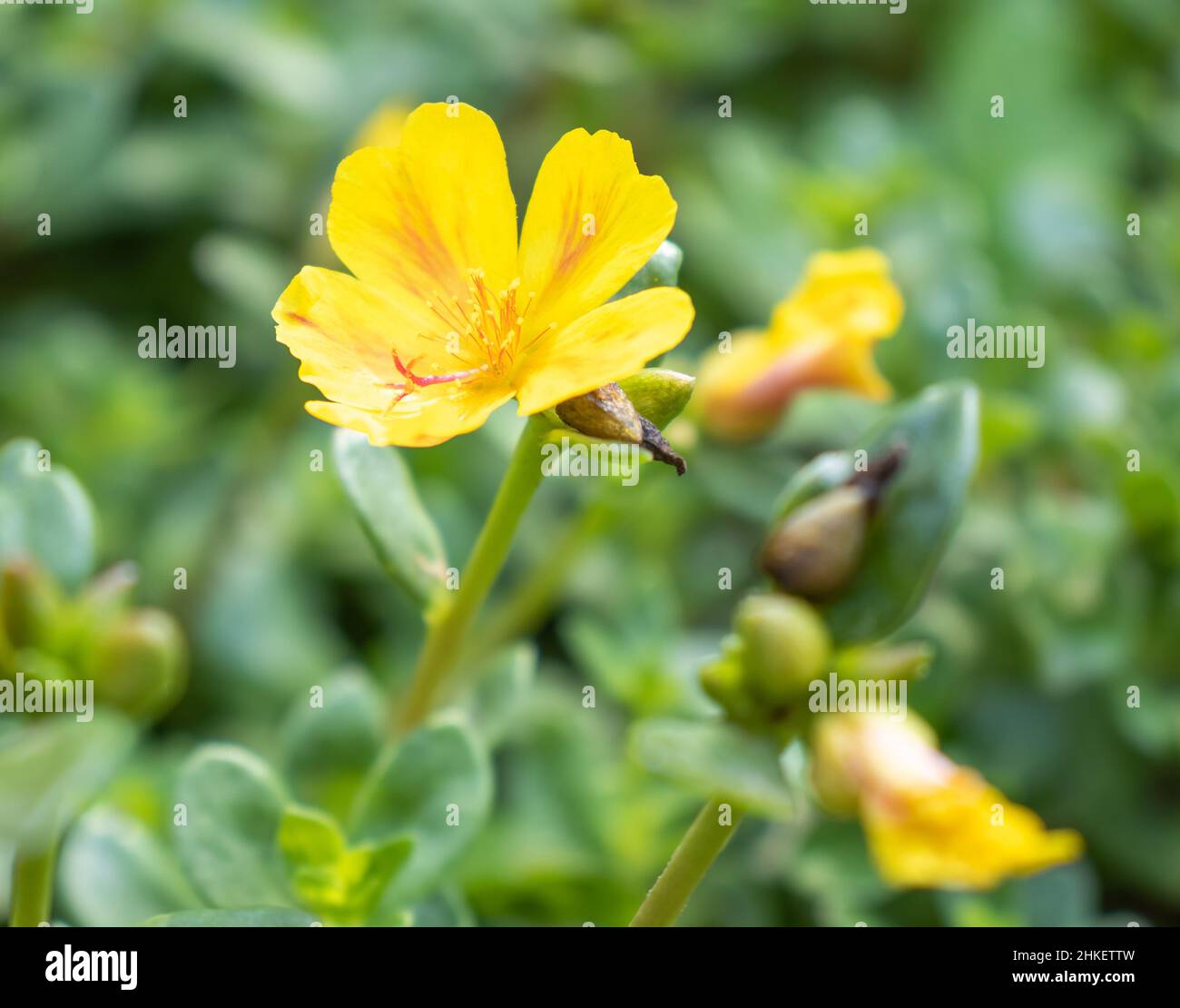 Beautiful cosmos flowers blooming hi-res stock photography and images ...