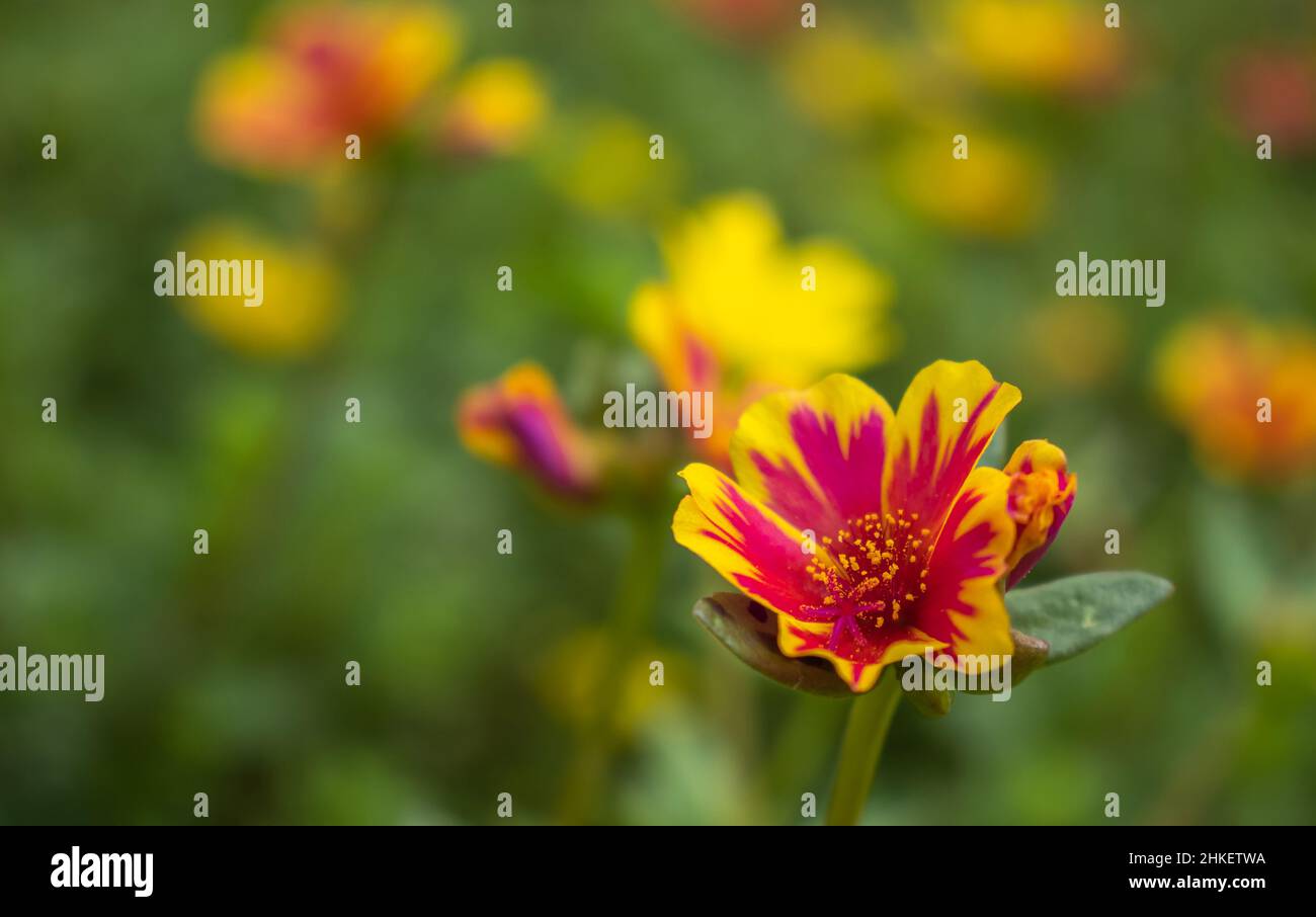 Beautiful cosmos flowers blooming hi-res stock photography and images ...