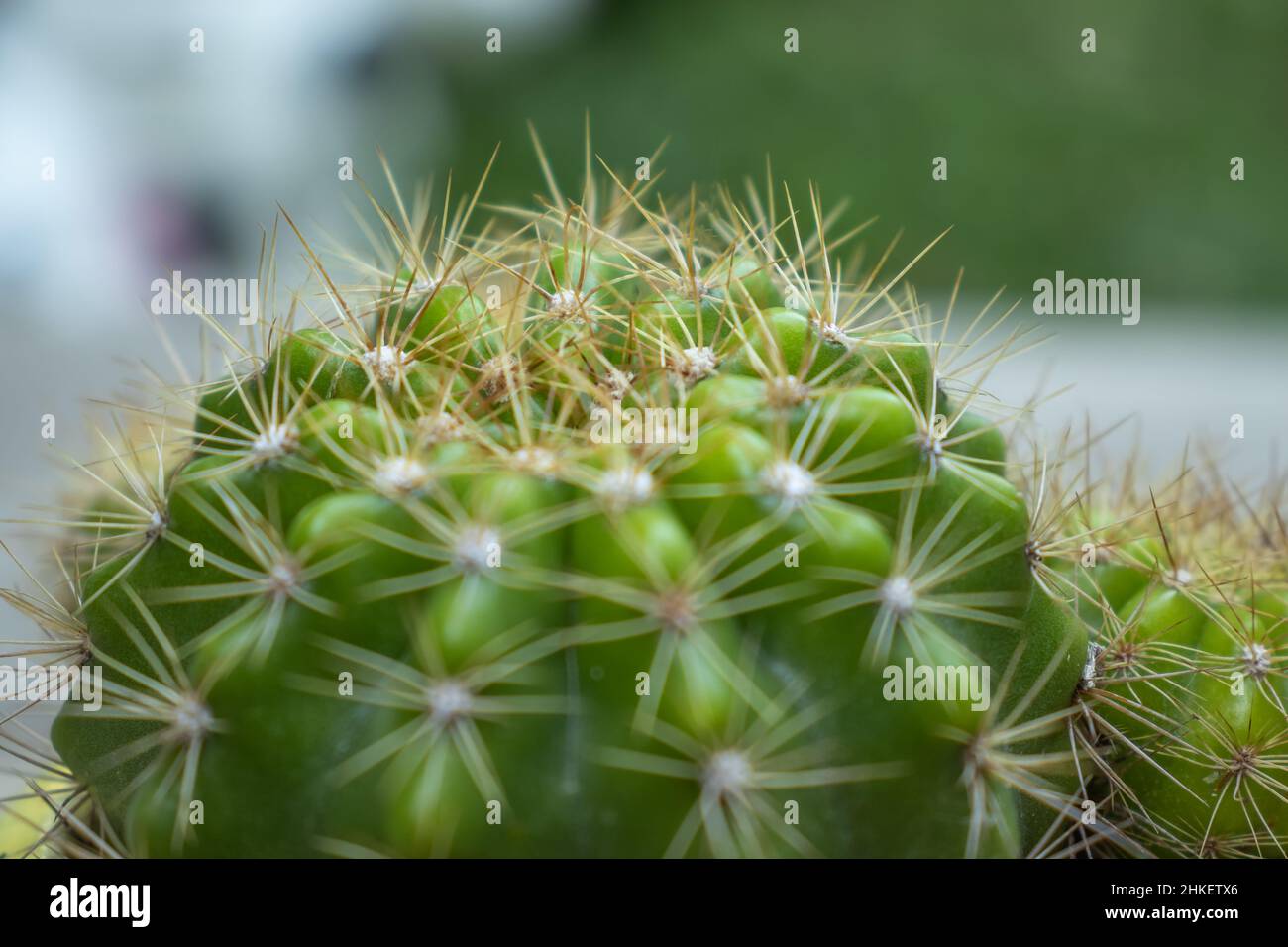 Close up photo of cactus ribs and spines. Vertical ridges are protected ...