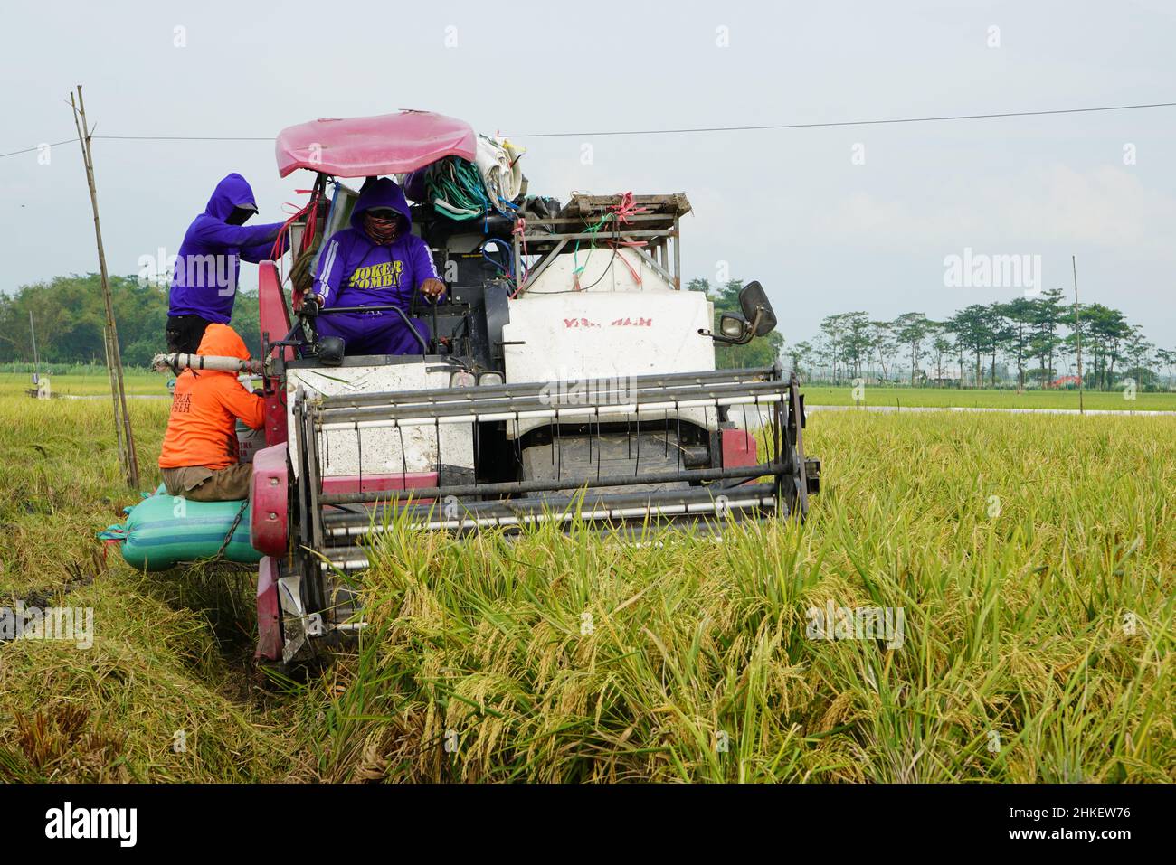 Pati, Indonesia - May, 2023 : Automatic rice harvester machine is being ...