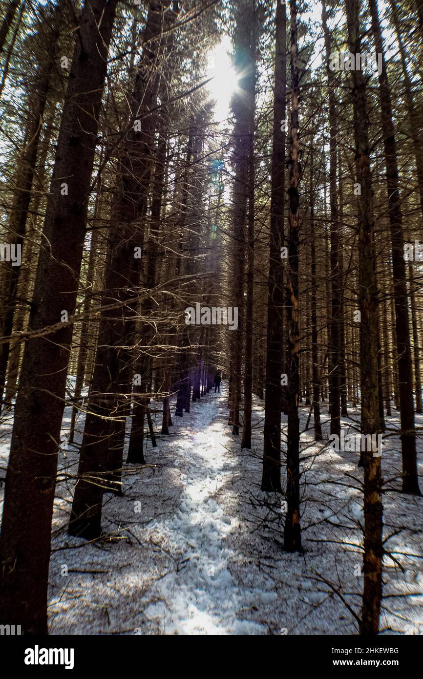 Deep Canadian forest covered by snow under the sun Stock Photo - Alamy