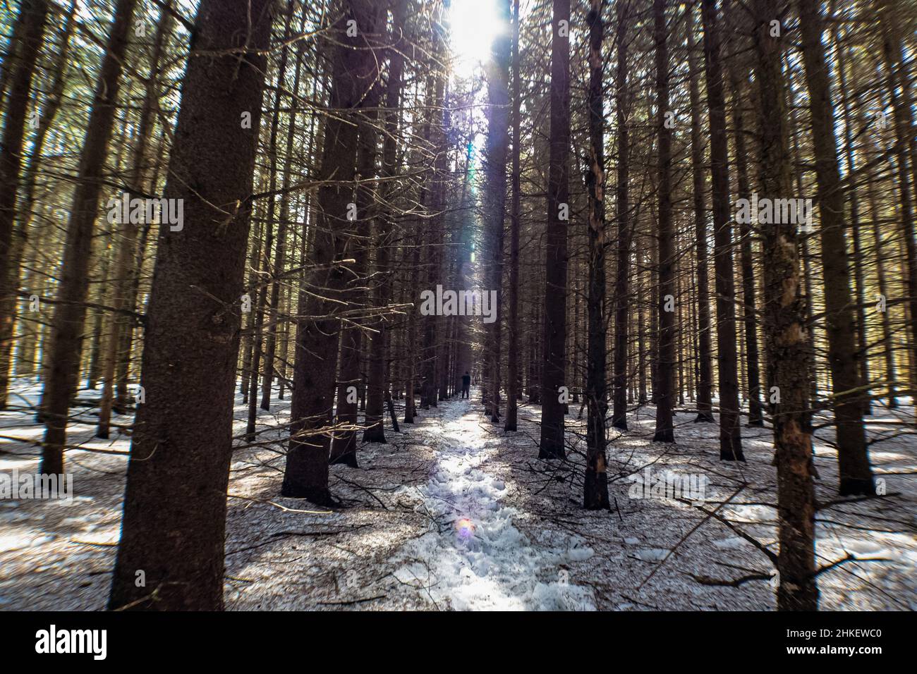 Deep Canadian forest covered by snow under the sun Stock Photo - Alamy