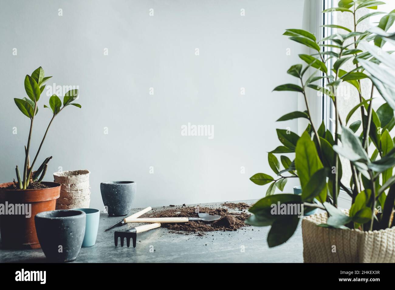 Repotting plants at home. Zamioculcas plan, gardening tools, pots on ...