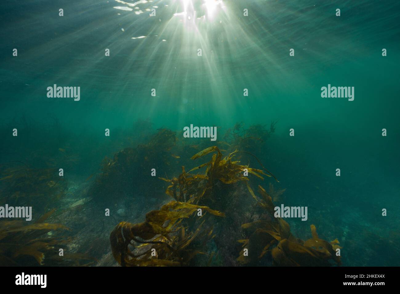 Light Rays through the water at Wembury Beach Stock Photo - Alamy