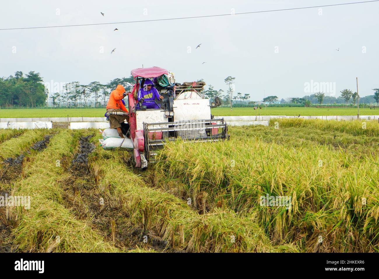 Pati, Indonesia - May, 2023 : Automatic rice harvester machine is being ...