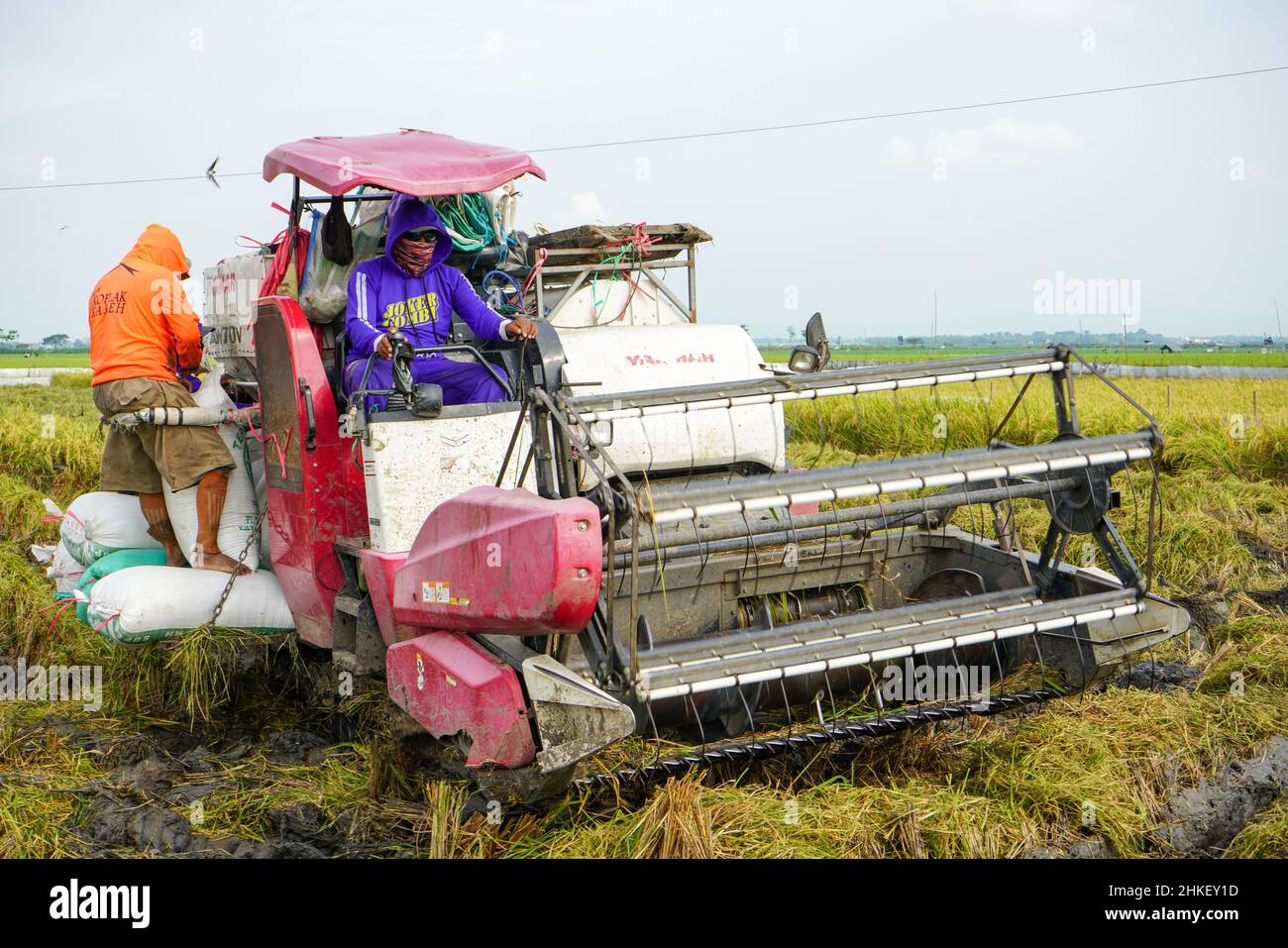 Pati, Indonesia - May, 2023 : Automatic rice harvester machine is being ...