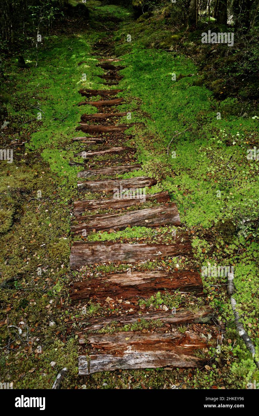 Timber stepping stones hi-res stock photography and images - Alamy