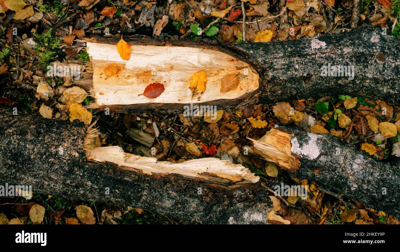 Beech tree leaves on a broken beech tree branch on the forest floor ...