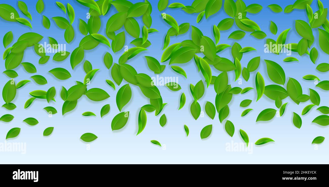 Falling green leaves. Fresh tea chaotic leaves flying. Spring foliage ...