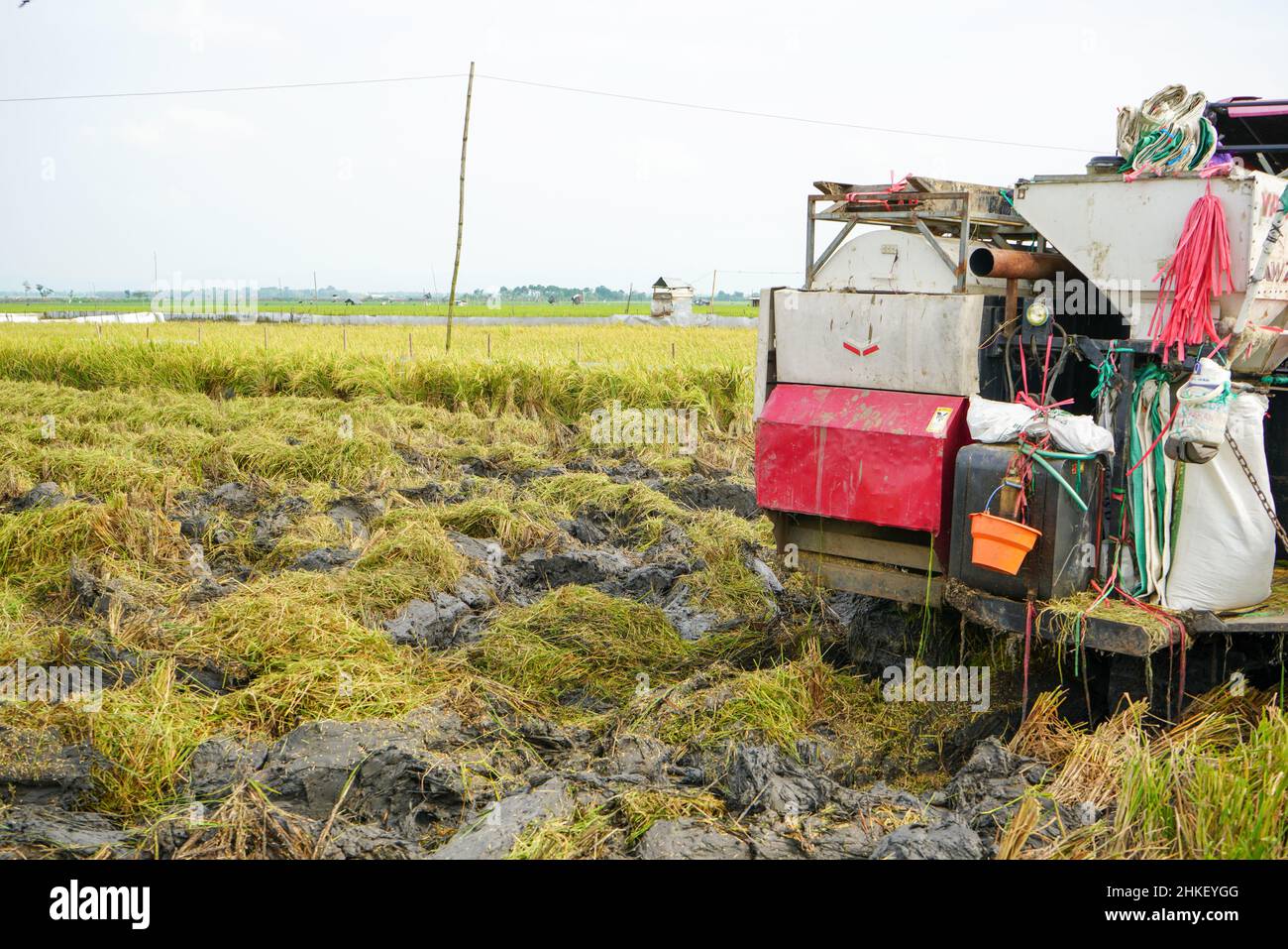 Pati, Indonesia - May, 2023 : Automatic rice harvester machine is being ...