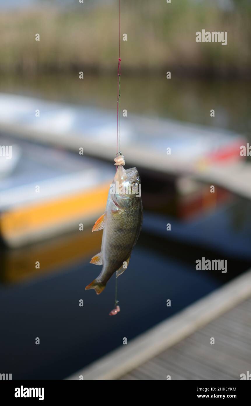 Beautifulfish hi-res stock photography and images - Alamy