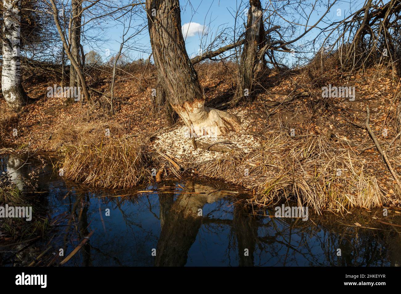tree gnawed by beavers on the river bank. Signs of beaver activity ...
