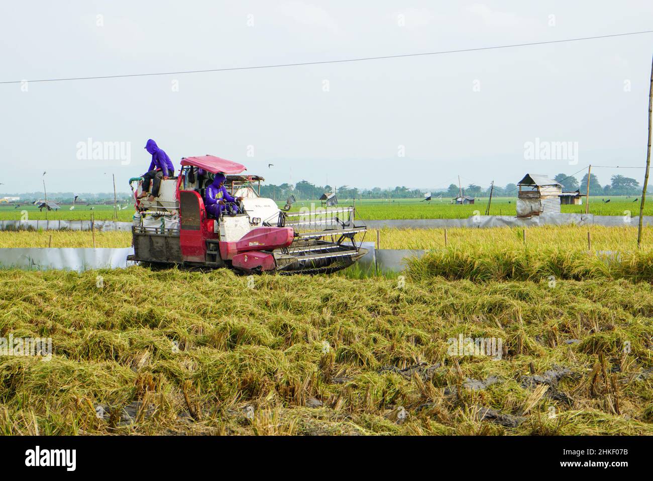 Pati, Indonesia - May, 2023 : Automatic rice harvester machine is being ...