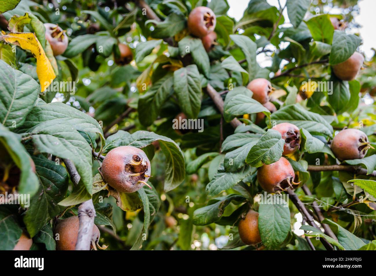 Ripe medlar fruits on tree branches Stock Photo - Alamy