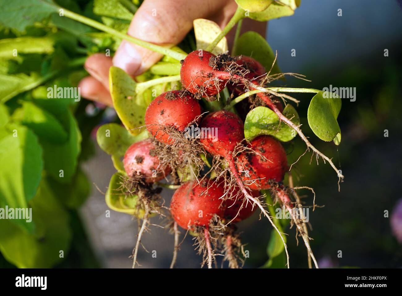 Radish harvesting work. Old senior woman holding radishes Stock Photo ...
