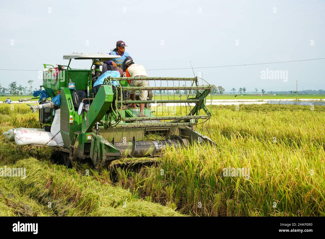 Pati, Indonesia - May, 2023 : Automatic rice harvester machine is being ...