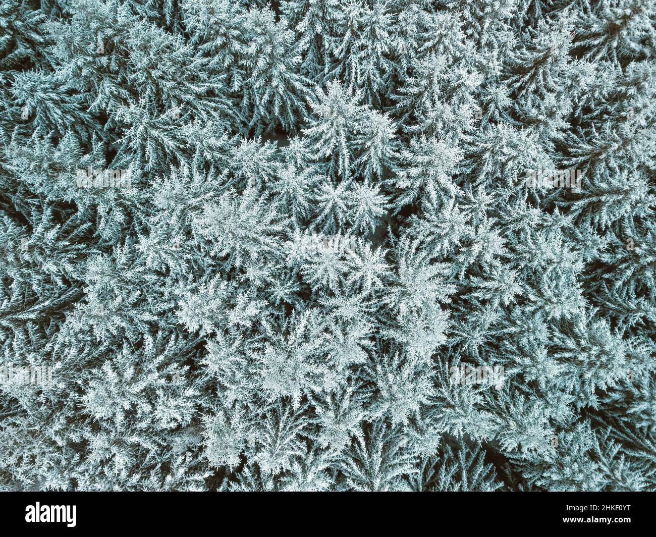 Snowy pine treetop hi-res stock photography and images - Alamy