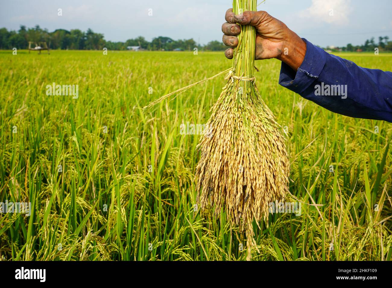 Rice field. Closeup of yellow paddy rice field with green leaf and ...