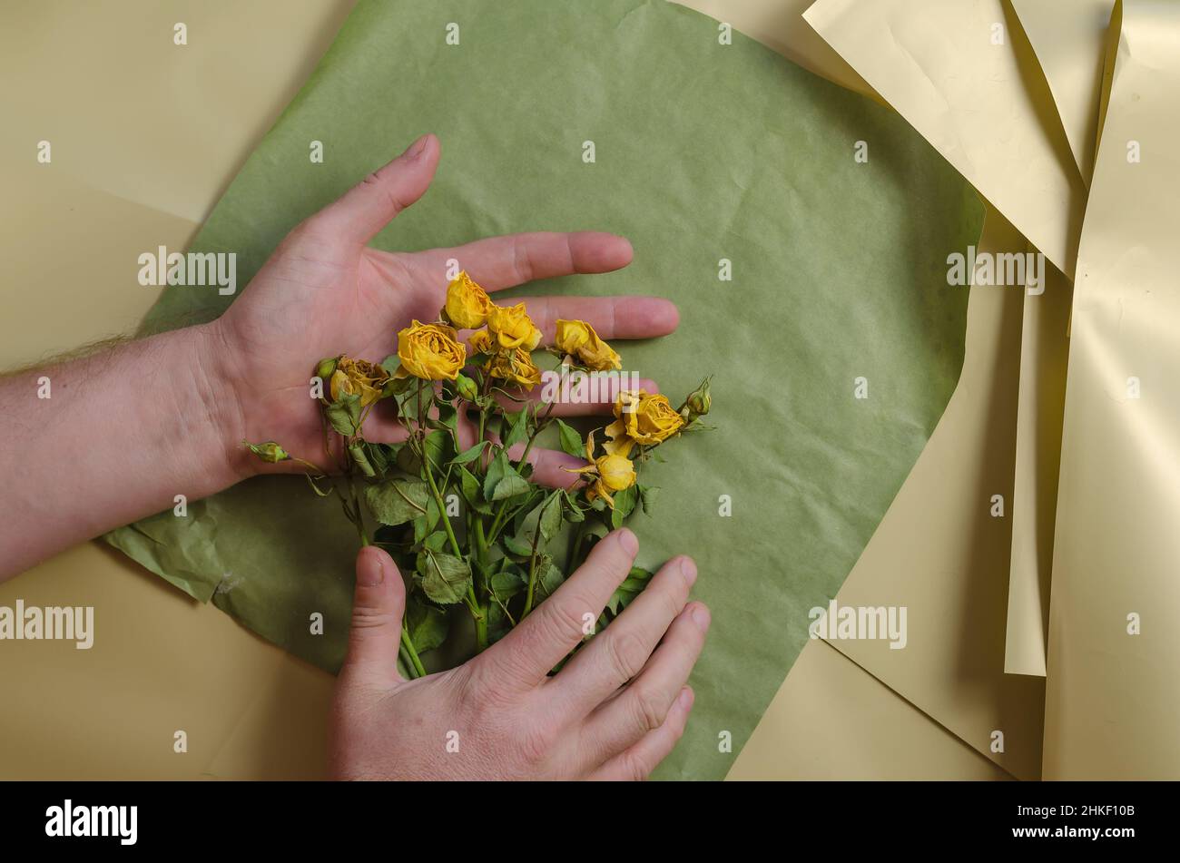 Two men's hands hold wilting flowers. A bouquet of dying yellow roses ...