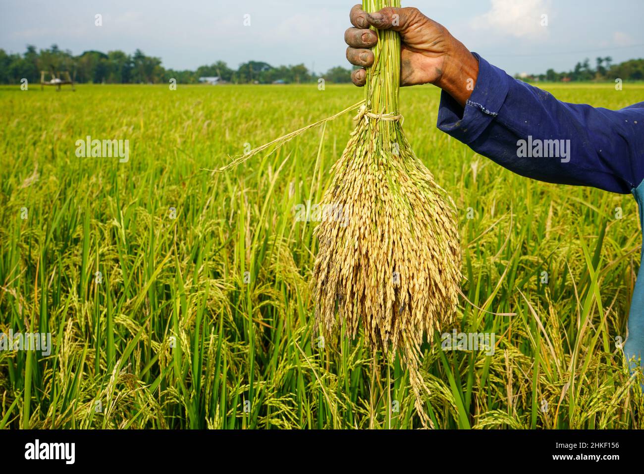Rice field. Closeup of yellow paddy rice field with green leaf and ...