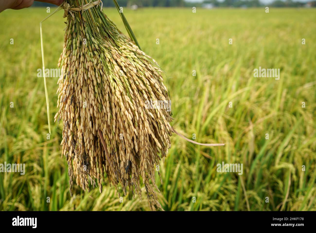Rice field. Closeup of yellow paddy rice field with green leaf and ...