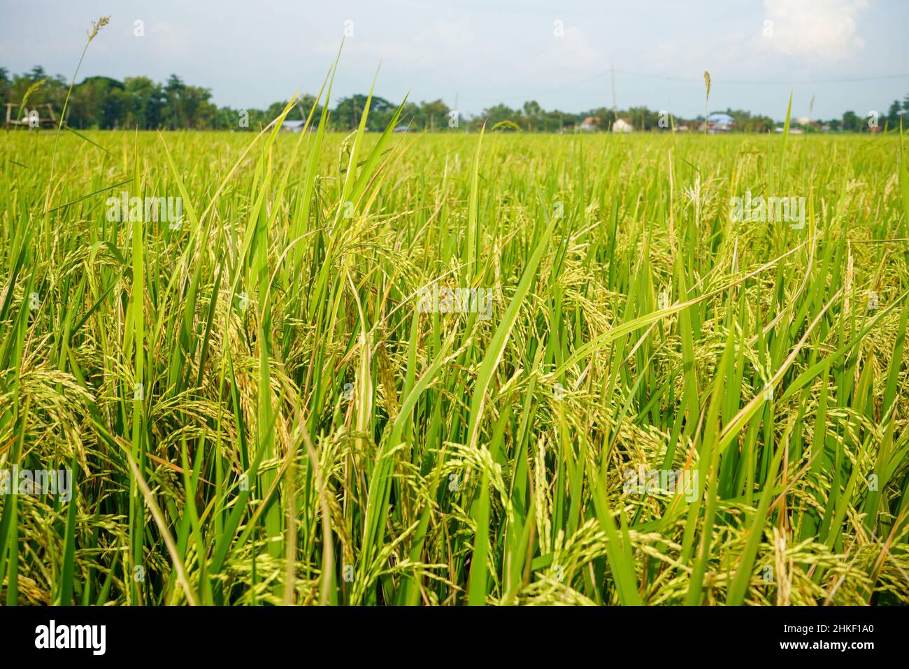 Rice field. Closeup of yellow paddy rice field with green leaf and ...