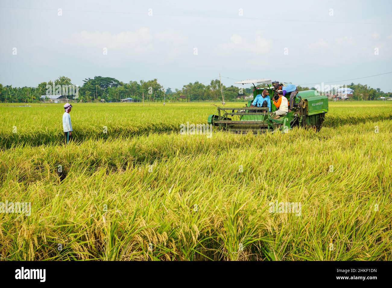 Pati, Indonesia - May, 2023 : Automatic rice harvester machine is being ...