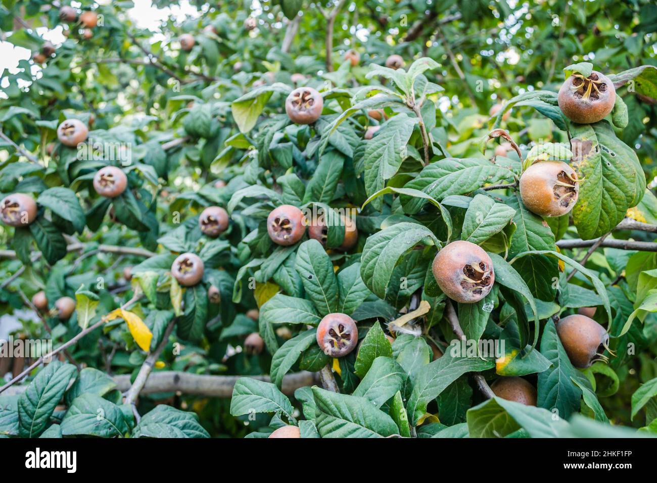 Juice medlar hi-res stock photography and images - Alamy